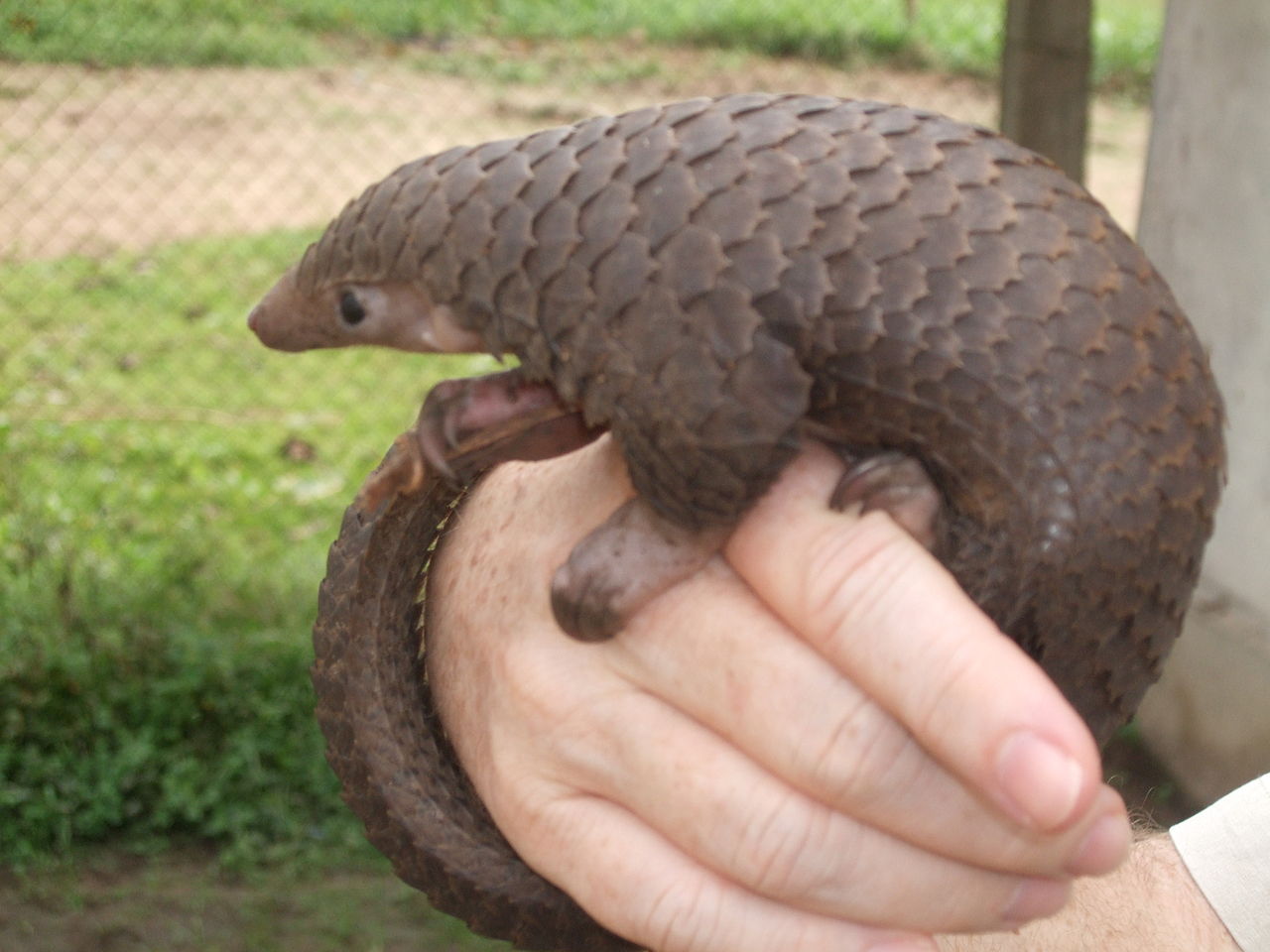 Google Celebrates Pangolin Love – BlissFullU