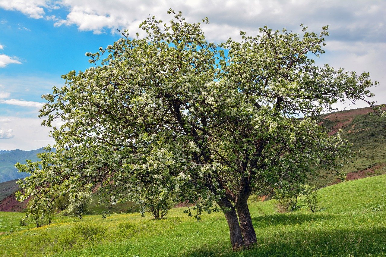 Learn About Trees This Arbor Day (April 24)
